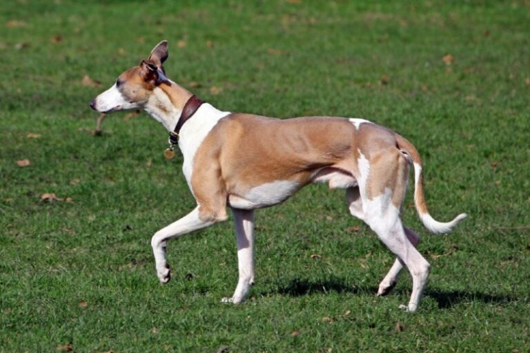 12 Whippet Colors & Markings (With Pictures) | Hepper