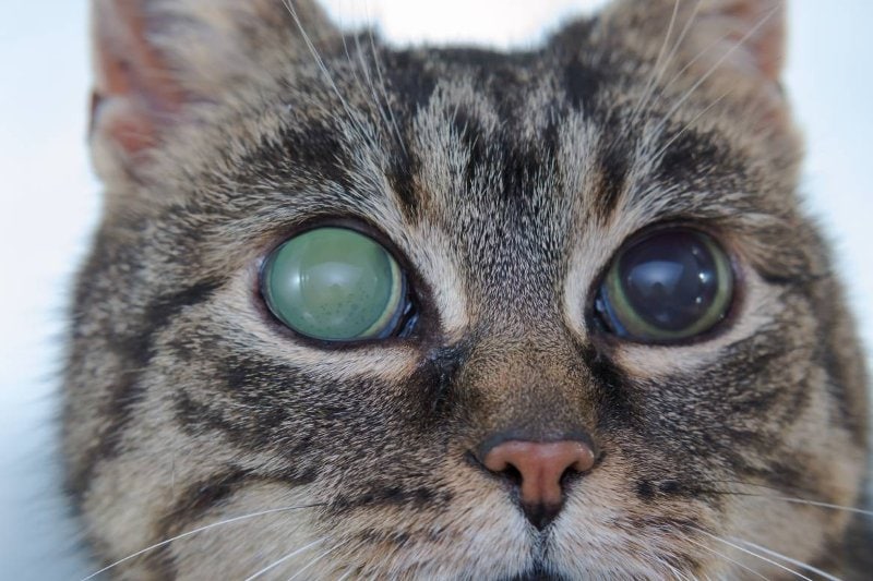 Sudden Blindness In Cats 5 Vet Reviewed Causes Hepper Sudden Blindness In Cats 5 Vet Reviewed Causes Hepper