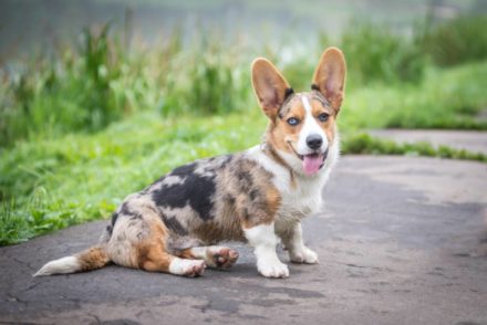 American Corgi: Pictures, Origin, History & Facts! | Hepper