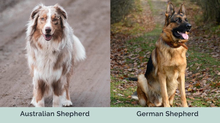 Australian Shepherd vs. German Shepherd: The Key Differences (With ...