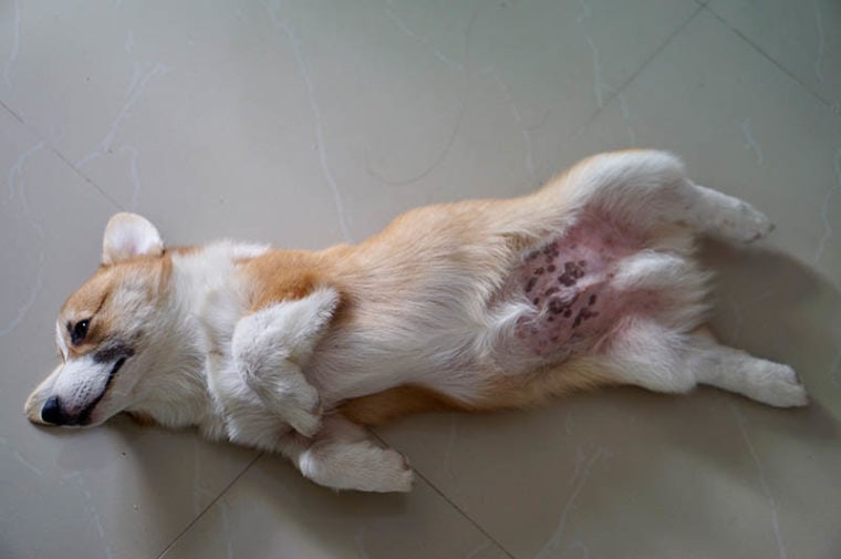 Why do Corgis Sleep on Their Backs? 5 Common Reasons | Hepper