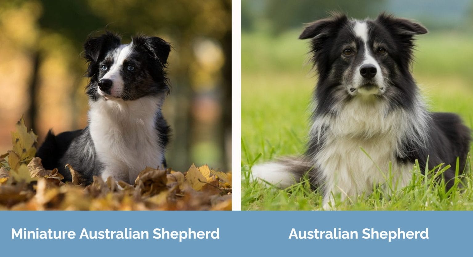 Miniature Australian Shepherd vs Australian Shepherd: The Differences ...