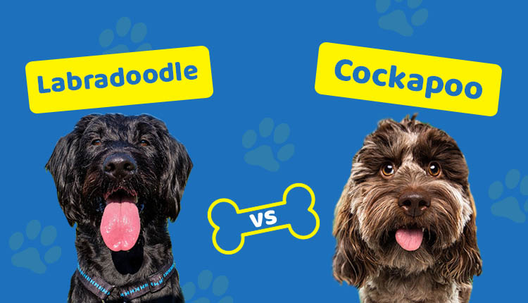 What Is The Difference Between A Cockapoo And A Labradoodle