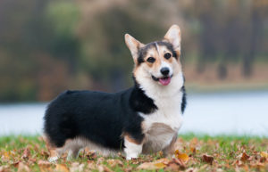 Tri-Color Corgi: Pictures, Facts and History | Hepper