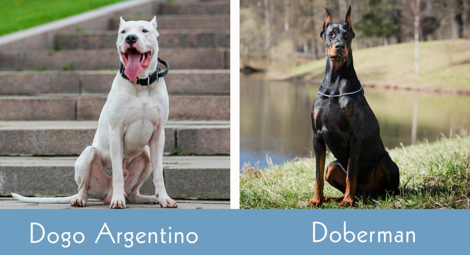 Dogo Argentino vs Doberman—How Do They Compare? (With Pictures) | Hepper