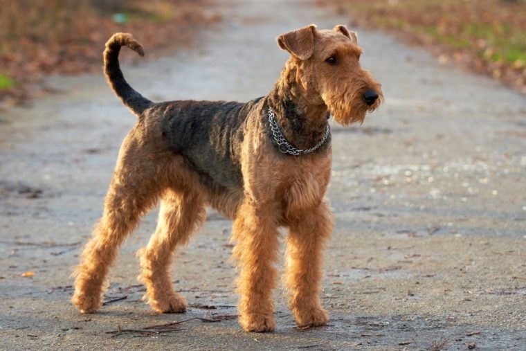 16 Wire Haired Dog Breeds: Info, Pictures, Facts & History | Hepper