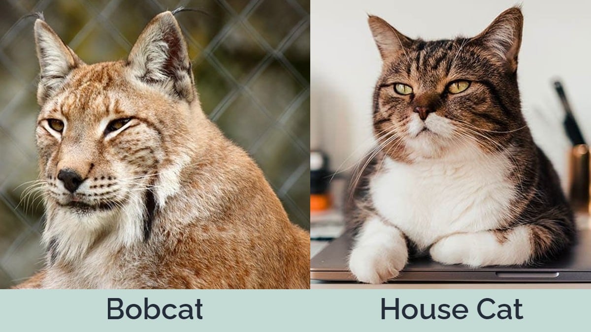 Bobcat vs House Cat – Những điểm khác biệt chính (Có ảnh) Thế giới loài mèo