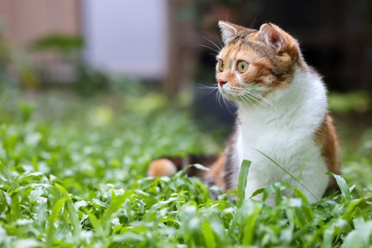 Calico Scottish Fold: Info, Pictures, Origin & History | Hepper