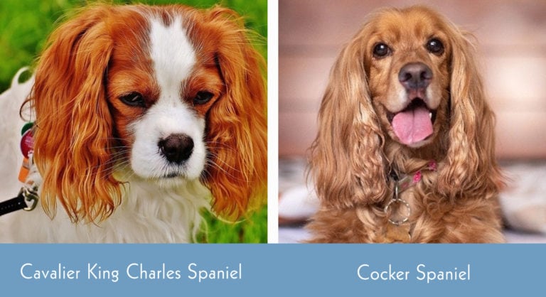 Cavalier King Charles Spaniel vs Cocker Spaniel: The Key Differences ...