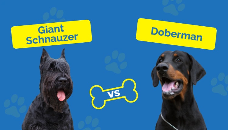 Are Giant Schnauzers Dangerous And Aggressive