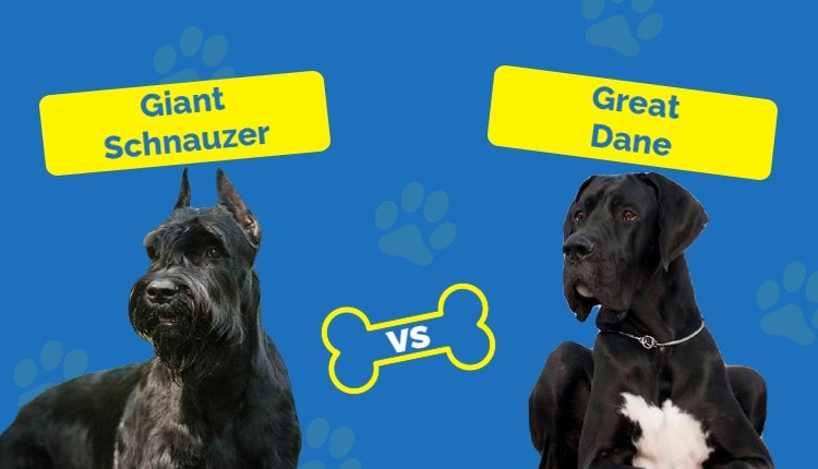 Are Giant Schnauzers Friendly Or Dangerous To Strangers
