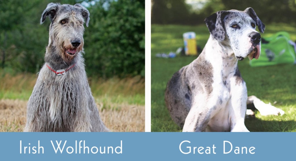Irish Wolfhound vs Great Dane: The Differences (With Pictures) | Hepper