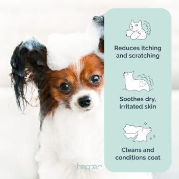 Hepper Colloidal Oatmeal Pet Shampoo (Aloe and Cucumber Scent) | Hepper