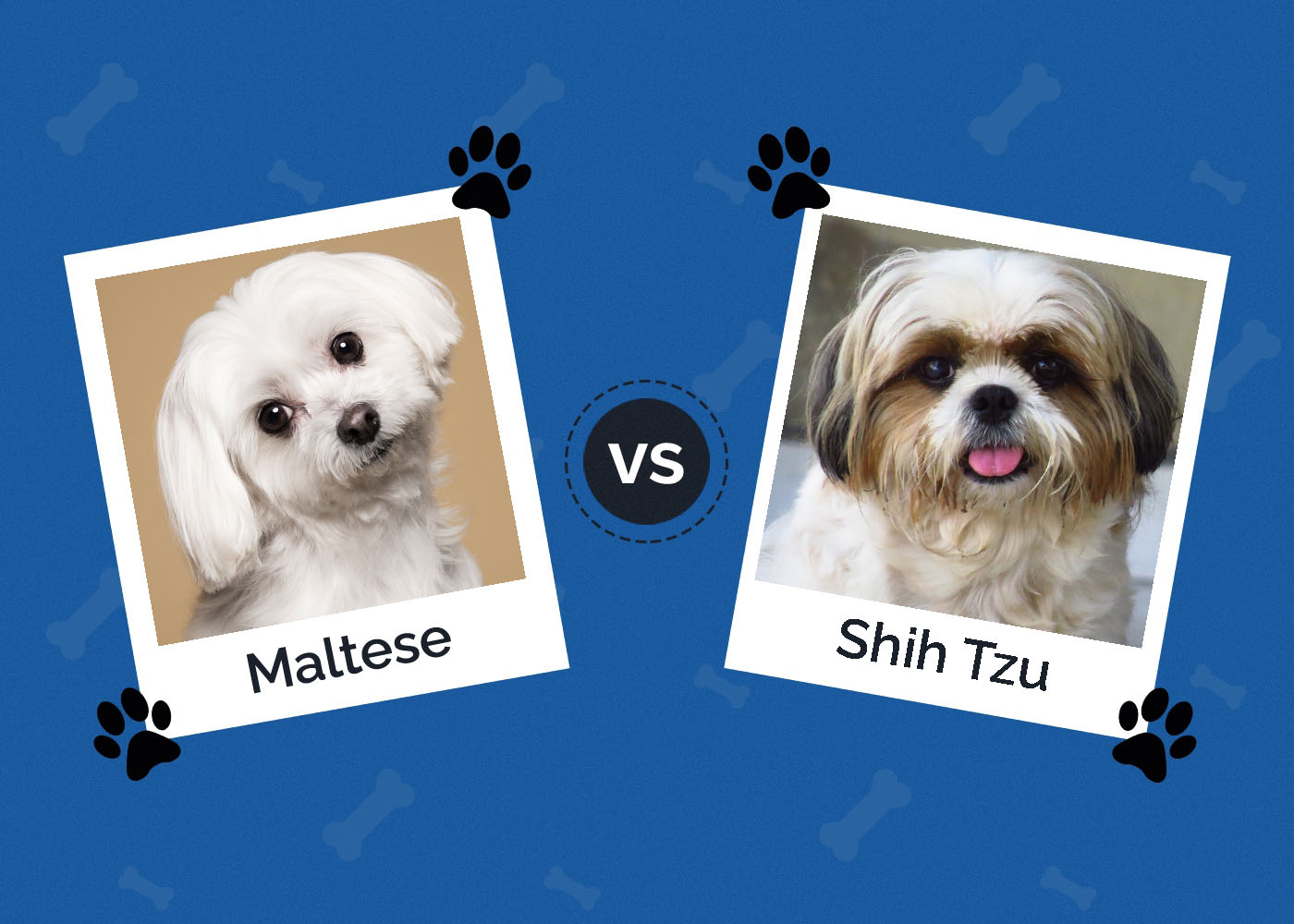 Baby Maltese Shih Tzu