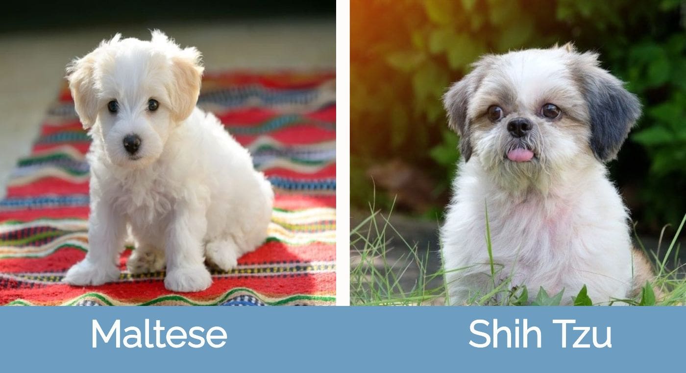 Maltese Shih Tzu Puppies 4 Weeks