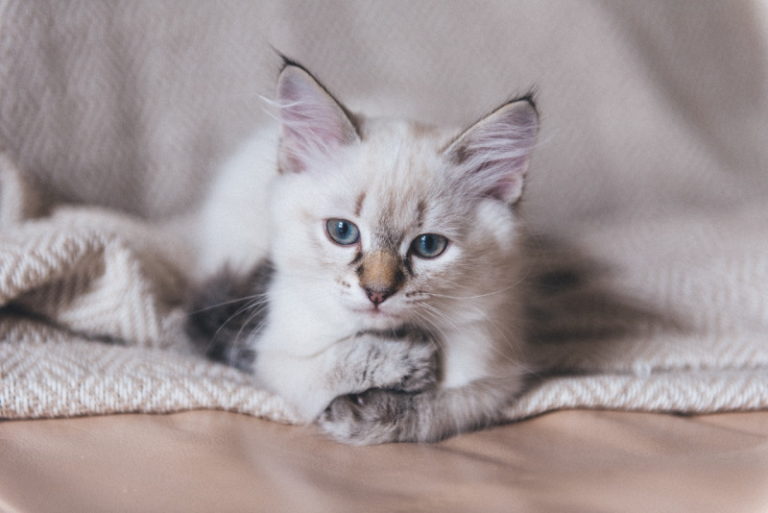 Ragdoll Munchkin Cat Mix – Hướng dẫn chăm sóc, Hình ảnh, Thông tin và ...
