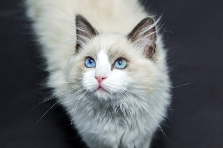 Ragdoll Munchkin Cat Mix – Hướng dẫn chăm sóc, Hình ảnh, Thông tin và ...