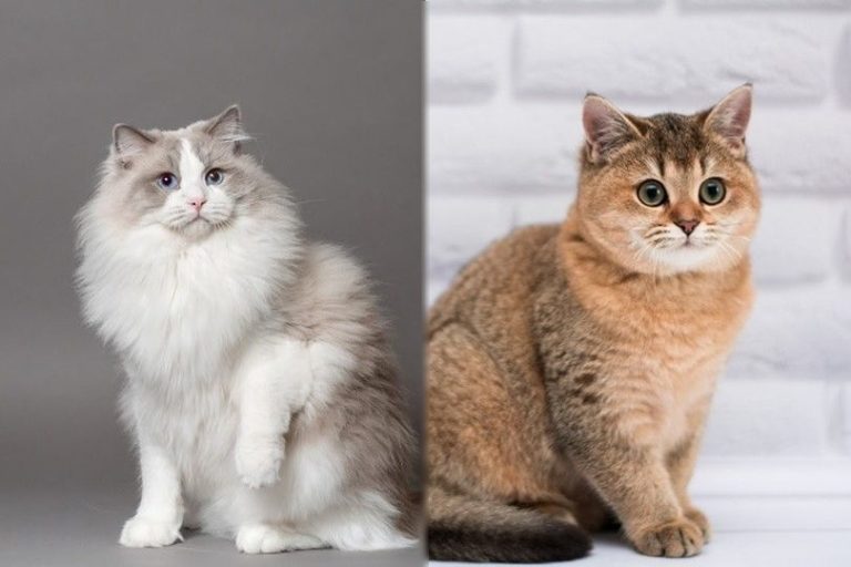 Ragdoll Munchkin Cat Mix – Hướng dẫn chăm sóc, Hình ảnh, Thông tin và ...