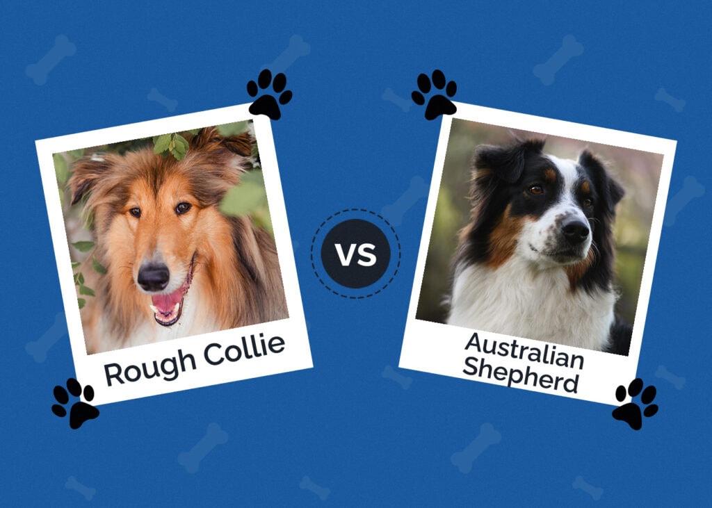 Rough Collie vs Australian Shepherd: How are They Different? (With ...