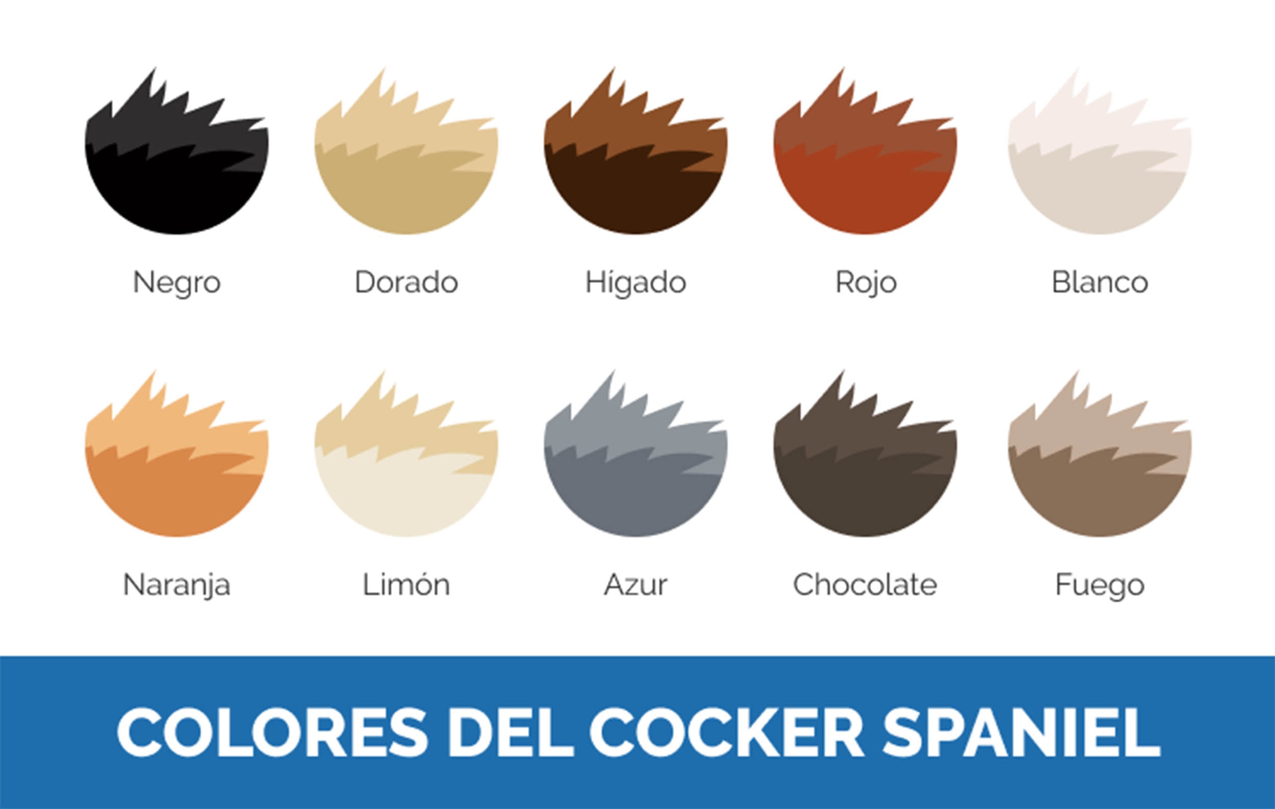Son Raros Los Cocker Spaniel Rojos