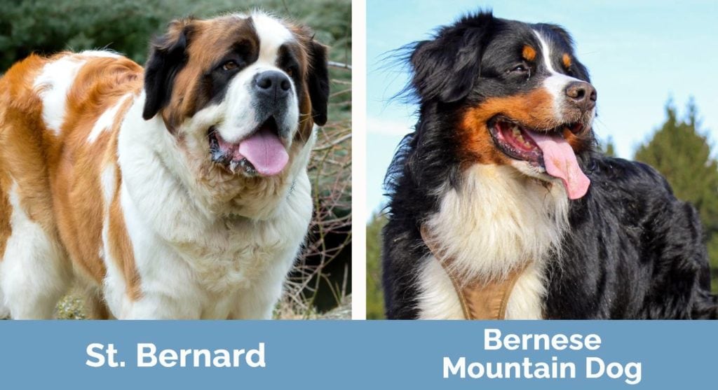 St. Bernard vs. Bernese Mountain Dog: The Differences (With Pictures ...