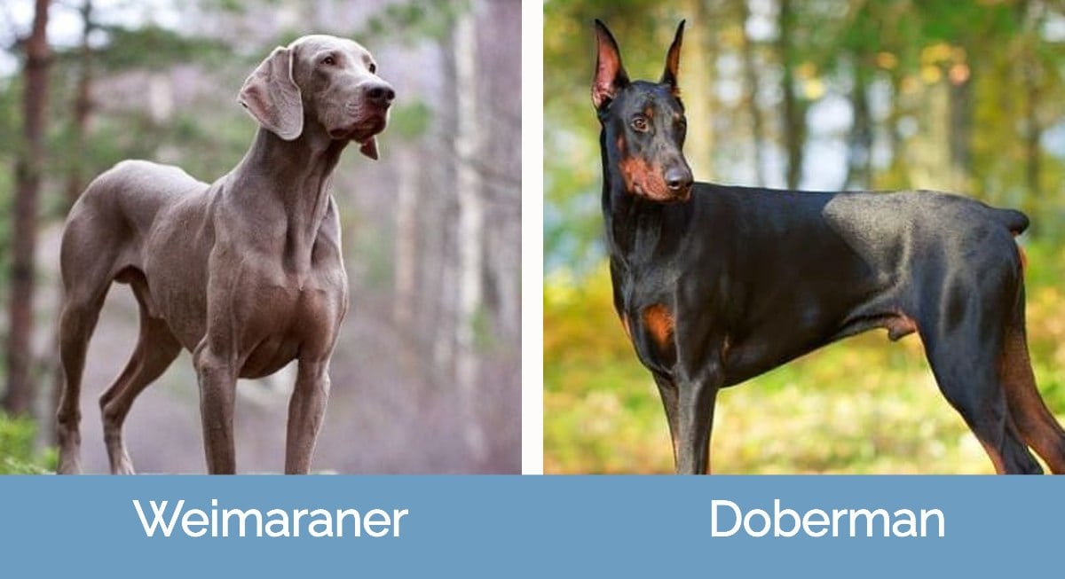 How Often Should I Bathe My Weimaraner