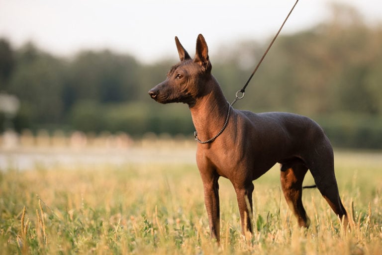 16 Coolest Dog Breeds: Info, Pictures, Facts & History | Hepper