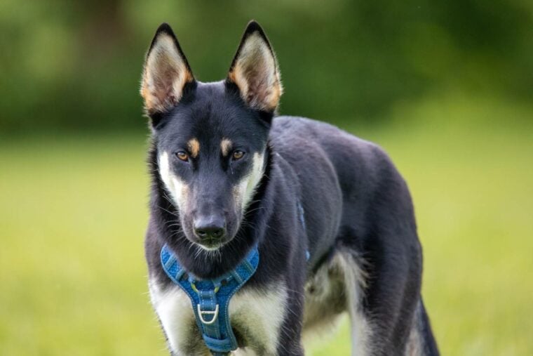 25 races croisées husky (avec photos) | Hepper