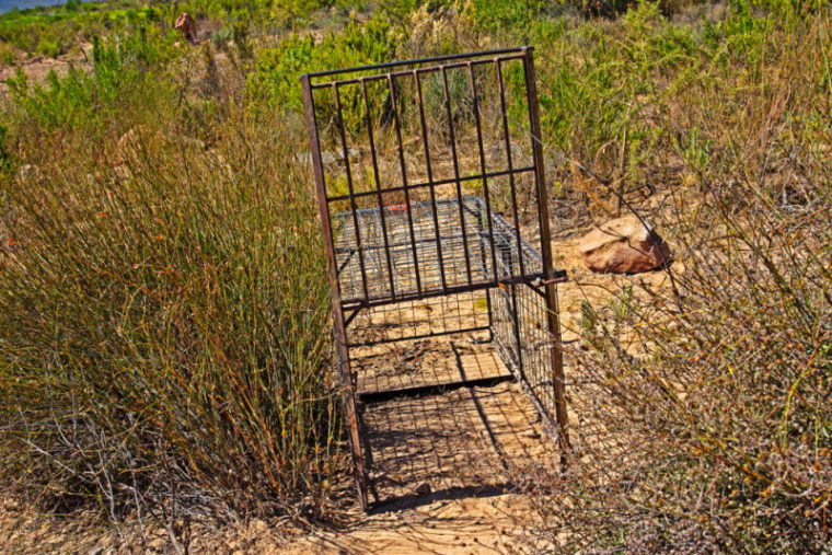 Chương trình TNR dành cho mèo hoang là gì? Câu trả lời đáng ngạc nhiên ...