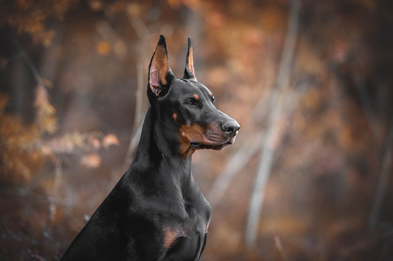 How To Train Your Doberman To Be A Guard Dog