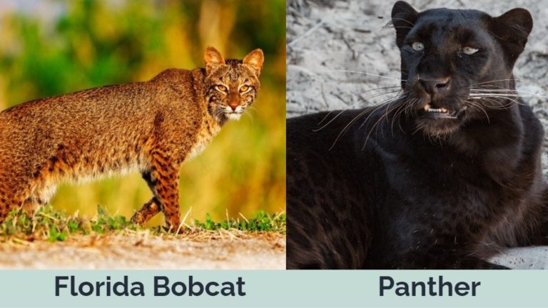 Bobcat Florida Vs. Panther: Chúng khác nhau như thế nào? (Có Hình Ảnh ...