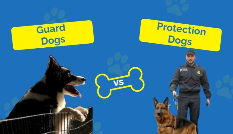 How Can I Train My Dog To Protect Me