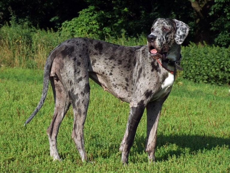 Merle Great Dane: Pictures, Facts, and History | Hepper