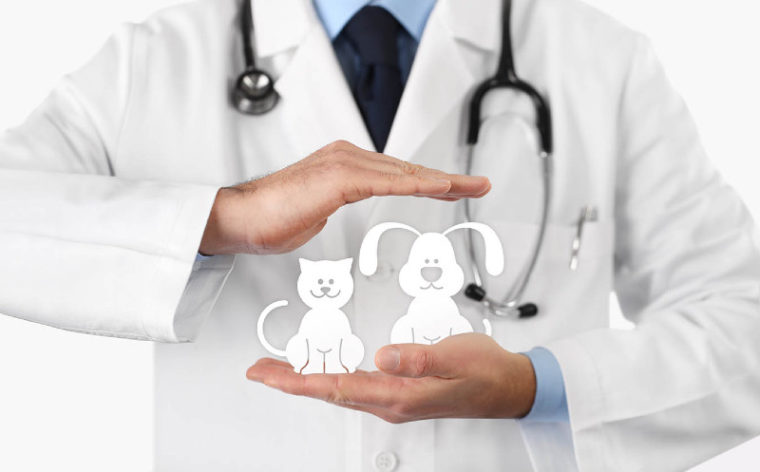 9 Best Pet Insurance Providers for Pre-Existing Conditions - 2025 ...