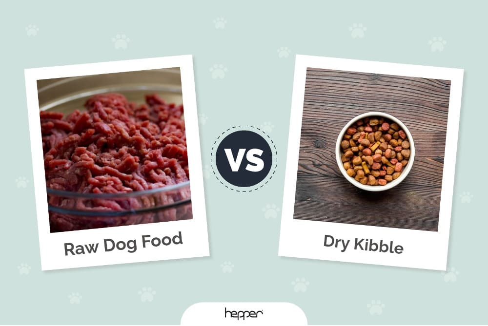 Is Raw Food Better Than Kibble For Dogs