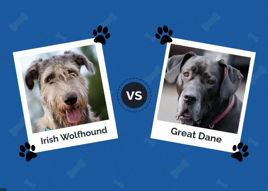 Great Dane Wolfhound Mix