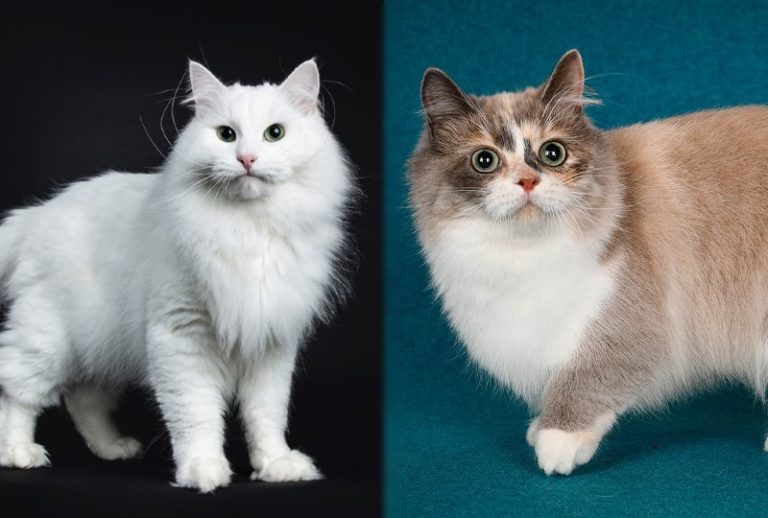 Siberian Munchkin Cat Mix – Hướng dẫn chăm sóc, Hình ảnh, Thông tin và ...