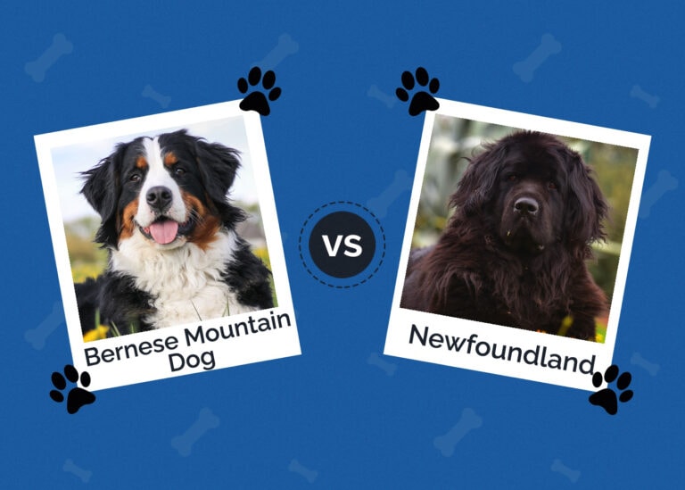 Bernese Mountain Dog vs Newfoundland: Which One Is Right for Me? (With ... Bernese Mountain Dog vs Newfoundland: Which One Is Right for Me? (With ...
