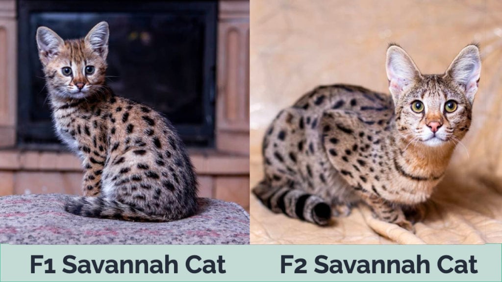 F1 vs F2 Savannah Cat - Sự khác biệt là gì? (Có Hình Ảnh) Thế giới loài mèo