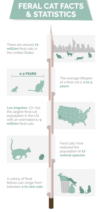 9 Surprising Feral Cats Statistics in the US (2025 Update) | Hepper