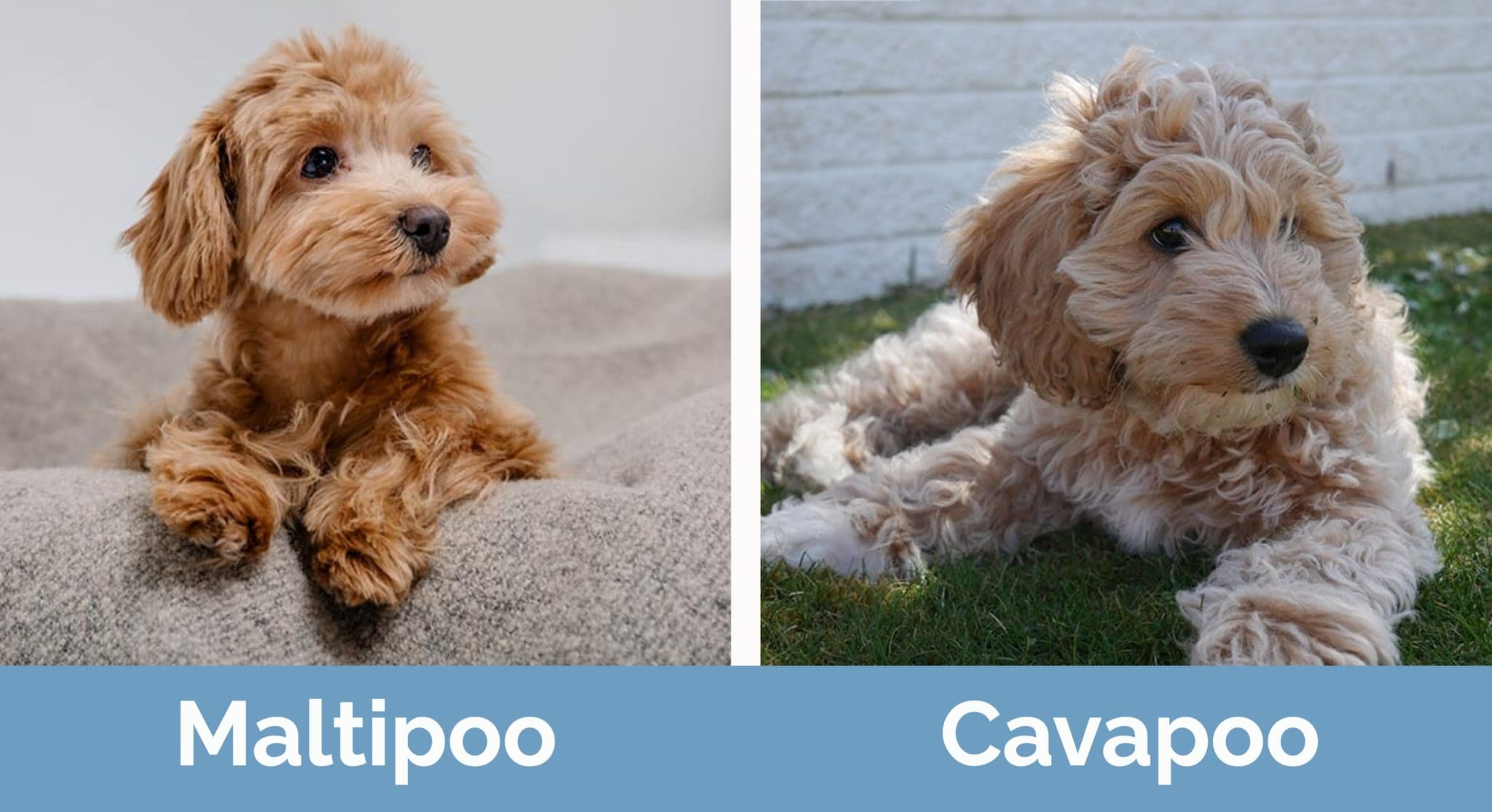 Maltipoo vs Cavapoo – How Do They Compare? (With Pictures) | Hepper