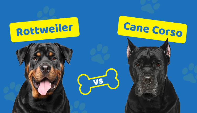 Cane Corso Vs Rottweiler