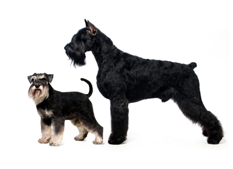 Schnauzer vs. Miniature Schnauzer: The Differences (With Pictures) | Hepper