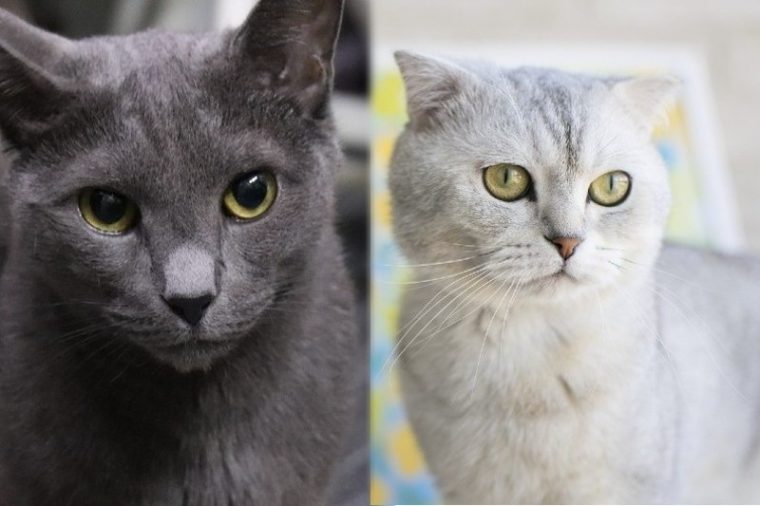 Scottish Fold Russian Blue Cat Mix – Hướng dẫn chăm sóc, Hình ảnh ...