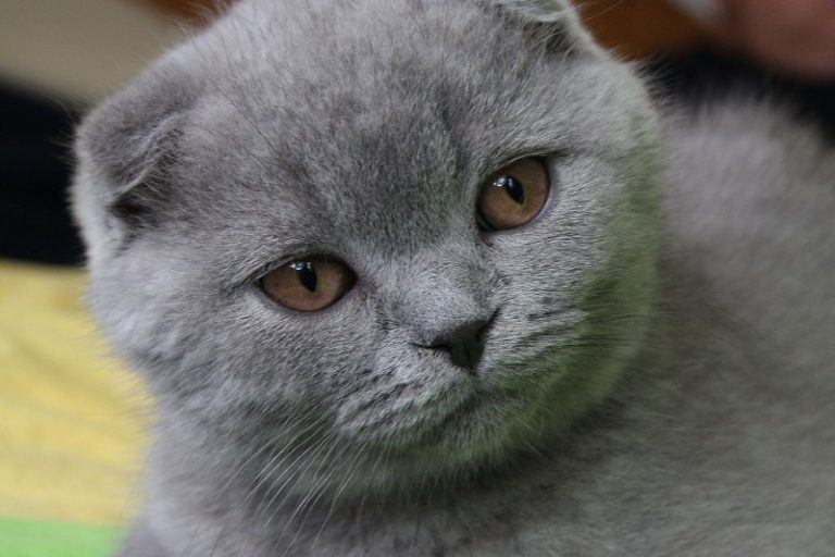Scottish Fold Colors - 20 Common and Rare Varieties (With Pictures ...
