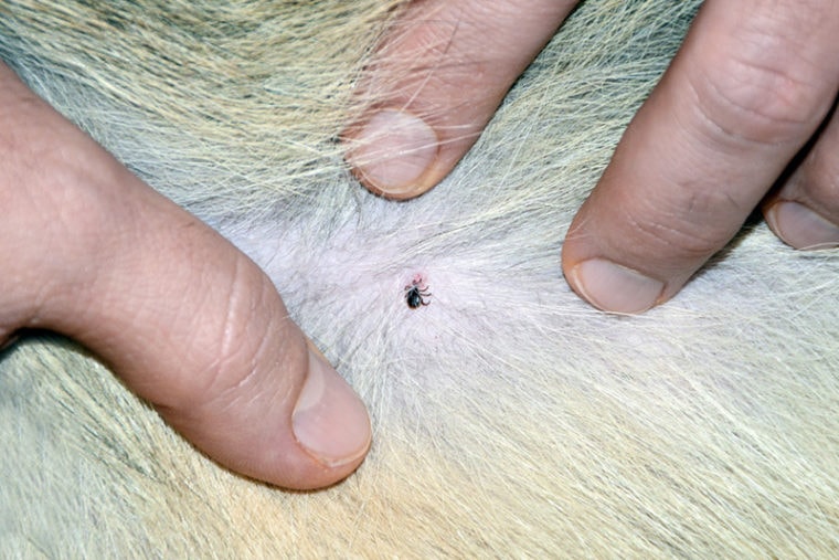 Dog Wart vs Skin Tag in Dogs: Differences & Pictures (Vet Approved ...