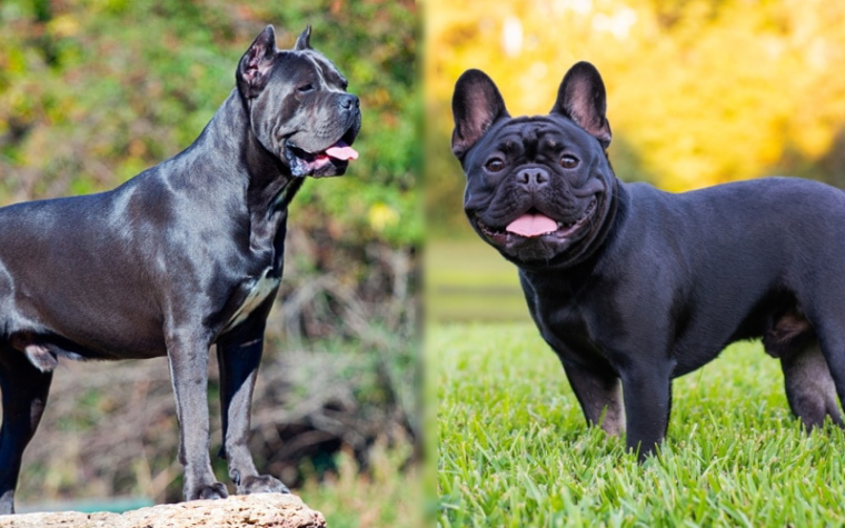 Cane Corso French Bulldog Mix: Info, Pictures, Traits, & Facts | Hepper