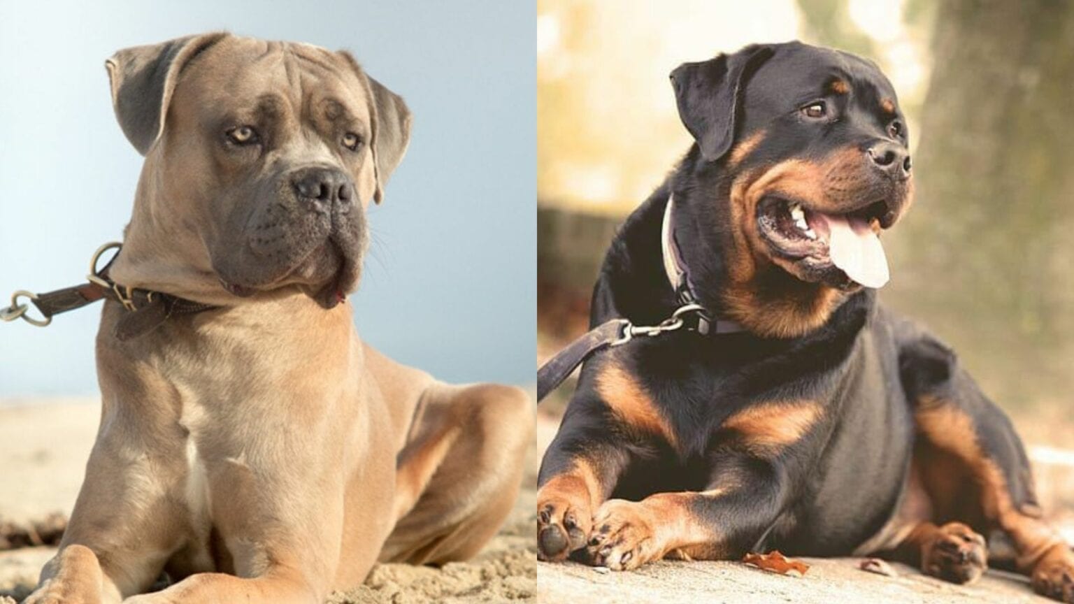 Rotticorso (Cane Corso Rottweiler Mix): Info, Pictures, Traits & Facts ...
