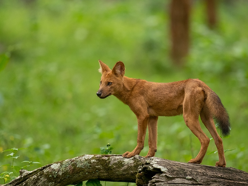 Dhole Dogs Www Com