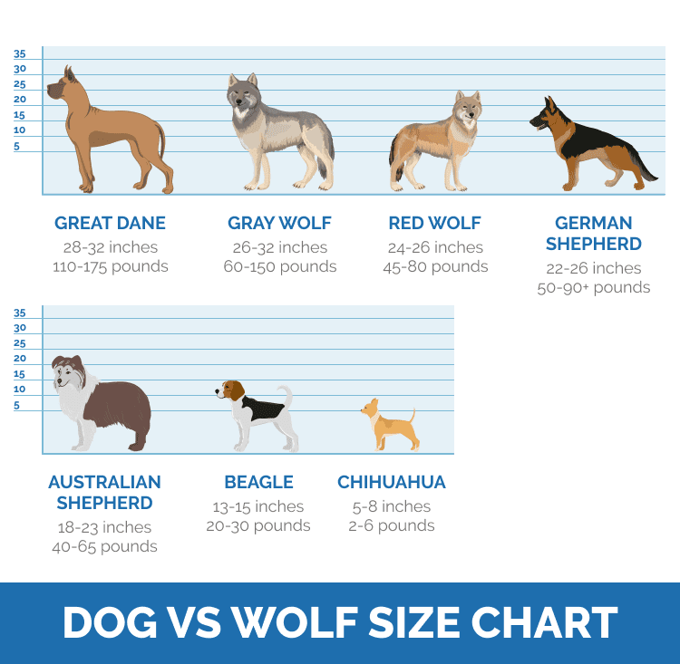 How Big Are Wolves Compared To Dogs Size Chart Key Differences How Big Are Wolves Compared To Dogs Size Chart Key Differences